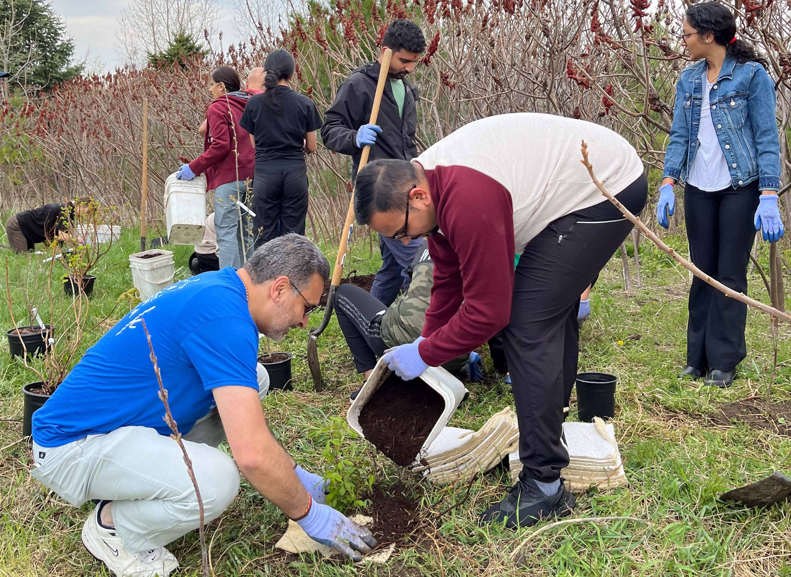 BAPS Charities Takes Part in Toronto Tree Planting Program, Scarborough ...